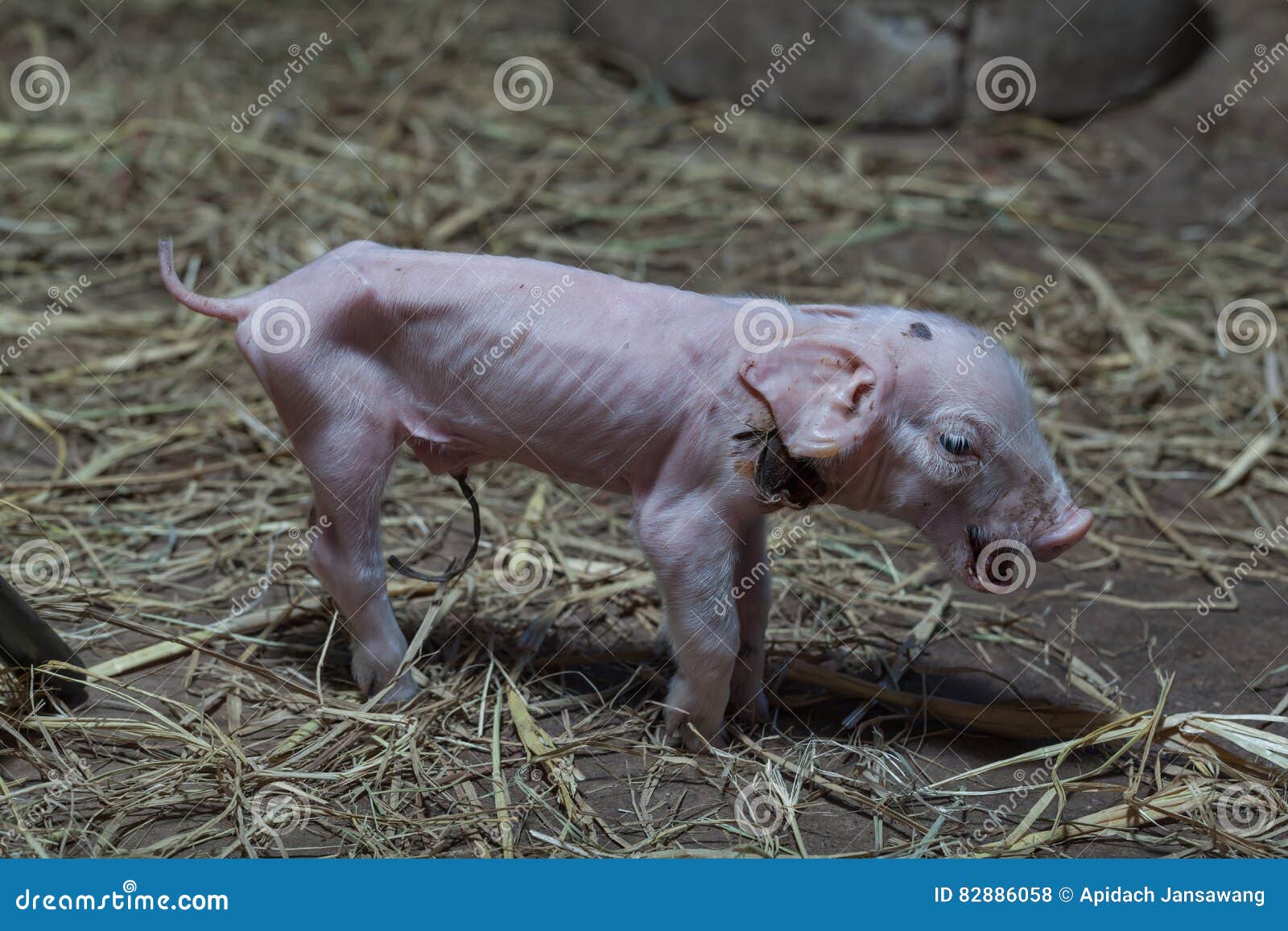 Newborn Piglets Were Standing in the Paddock with Good Posture T Stock ...