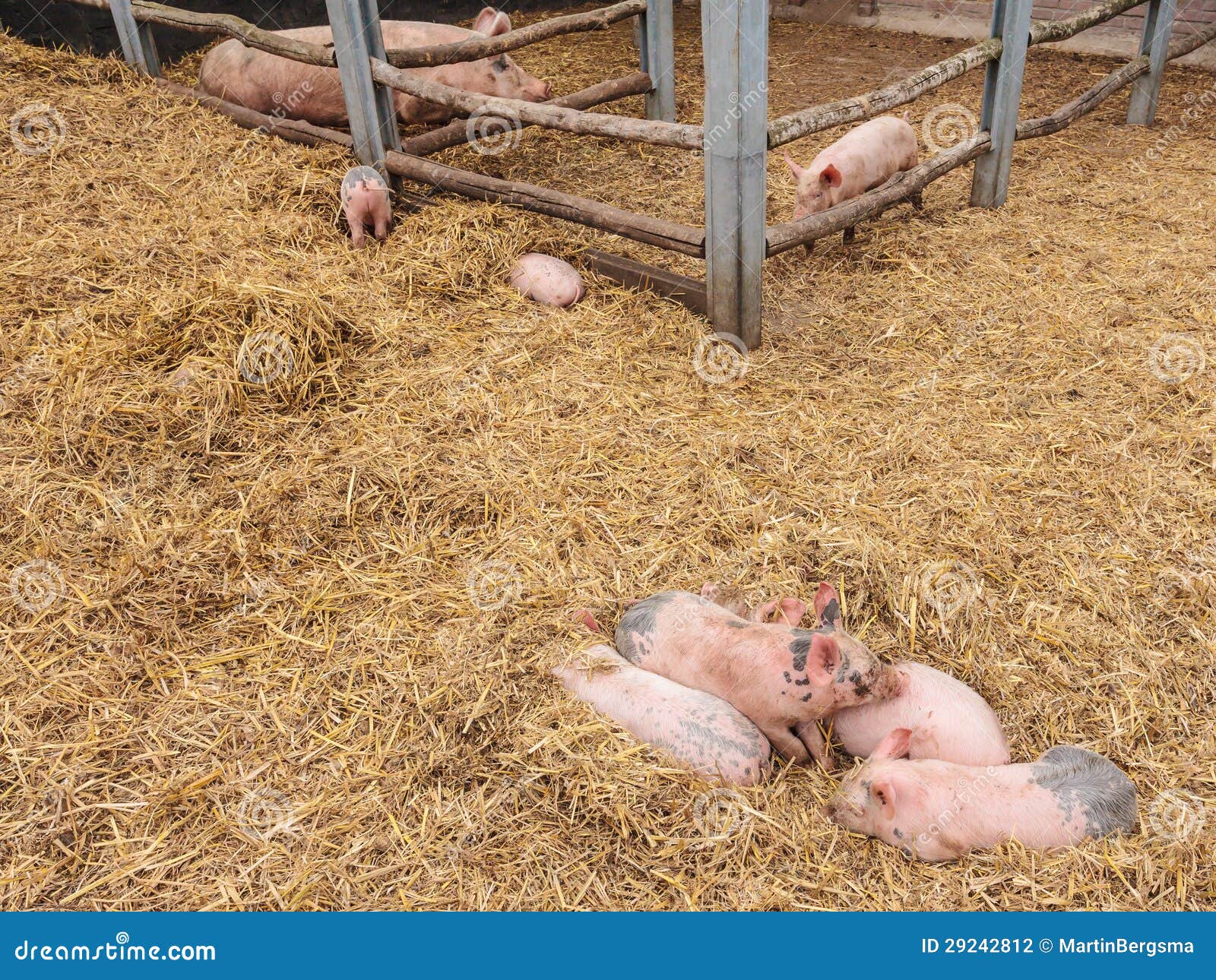 Newborn Pigs in an Outside Stable Stock Photo - Image of piggy, outdoor ...
