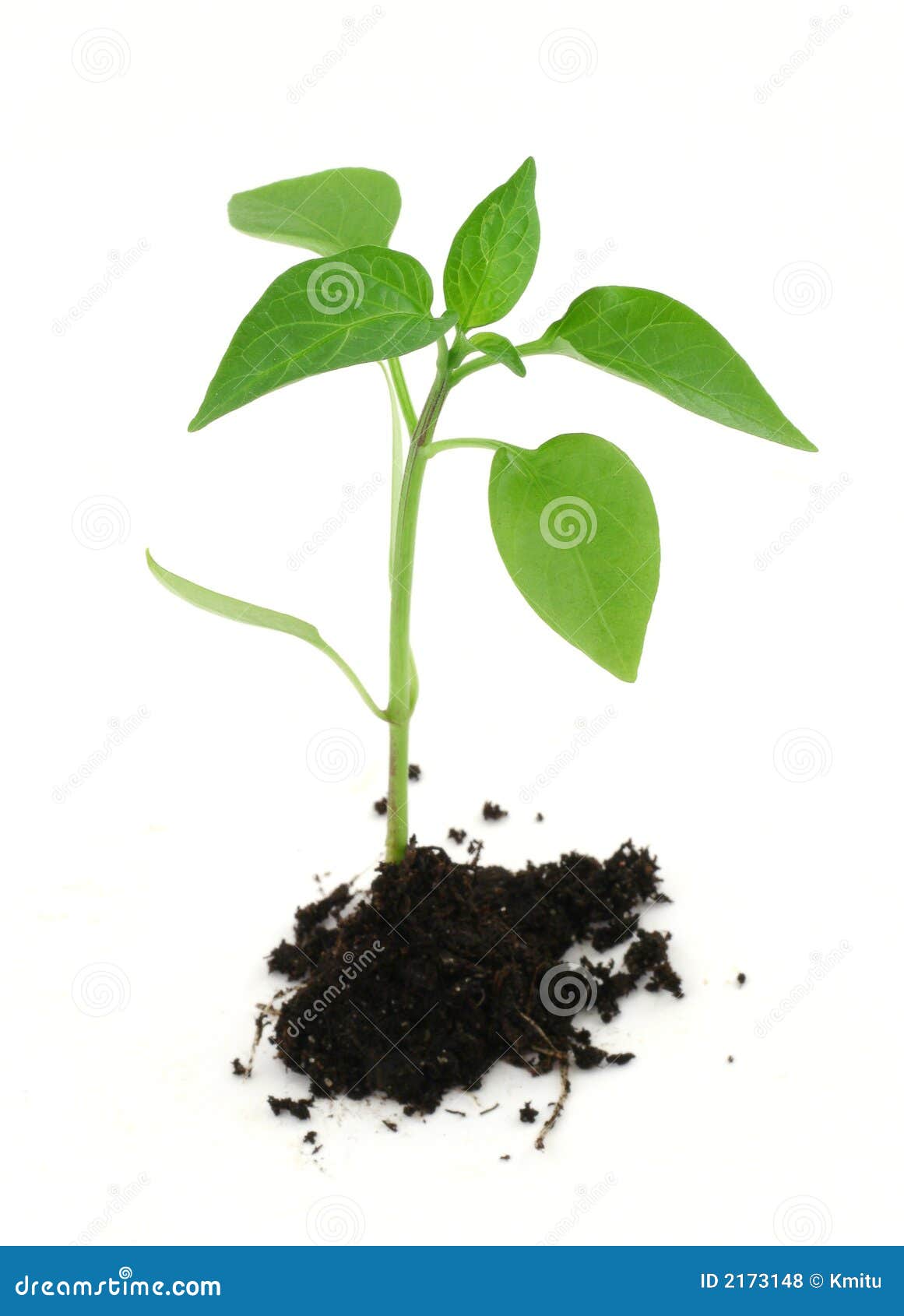 Newborn plant on white stock photo. Image of bright, sprout - 2173148