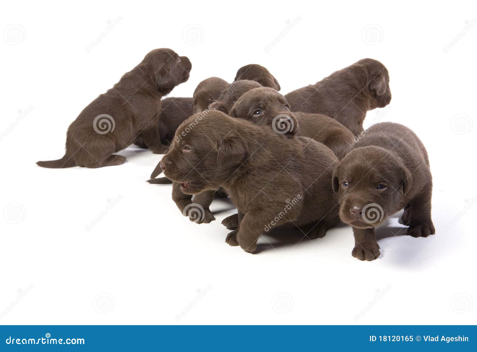 Newborn puppies stock image. Image of domestic, purebred - 18120165