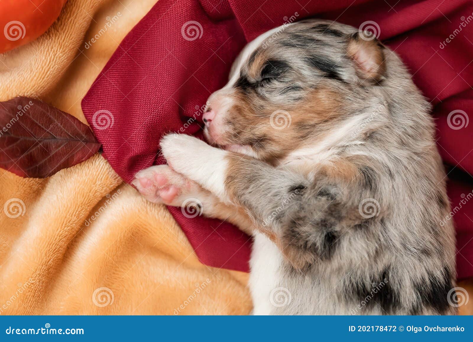 Newborn Puppy. Australian Shepherd Puppy Stock Photo - Image of fall ...