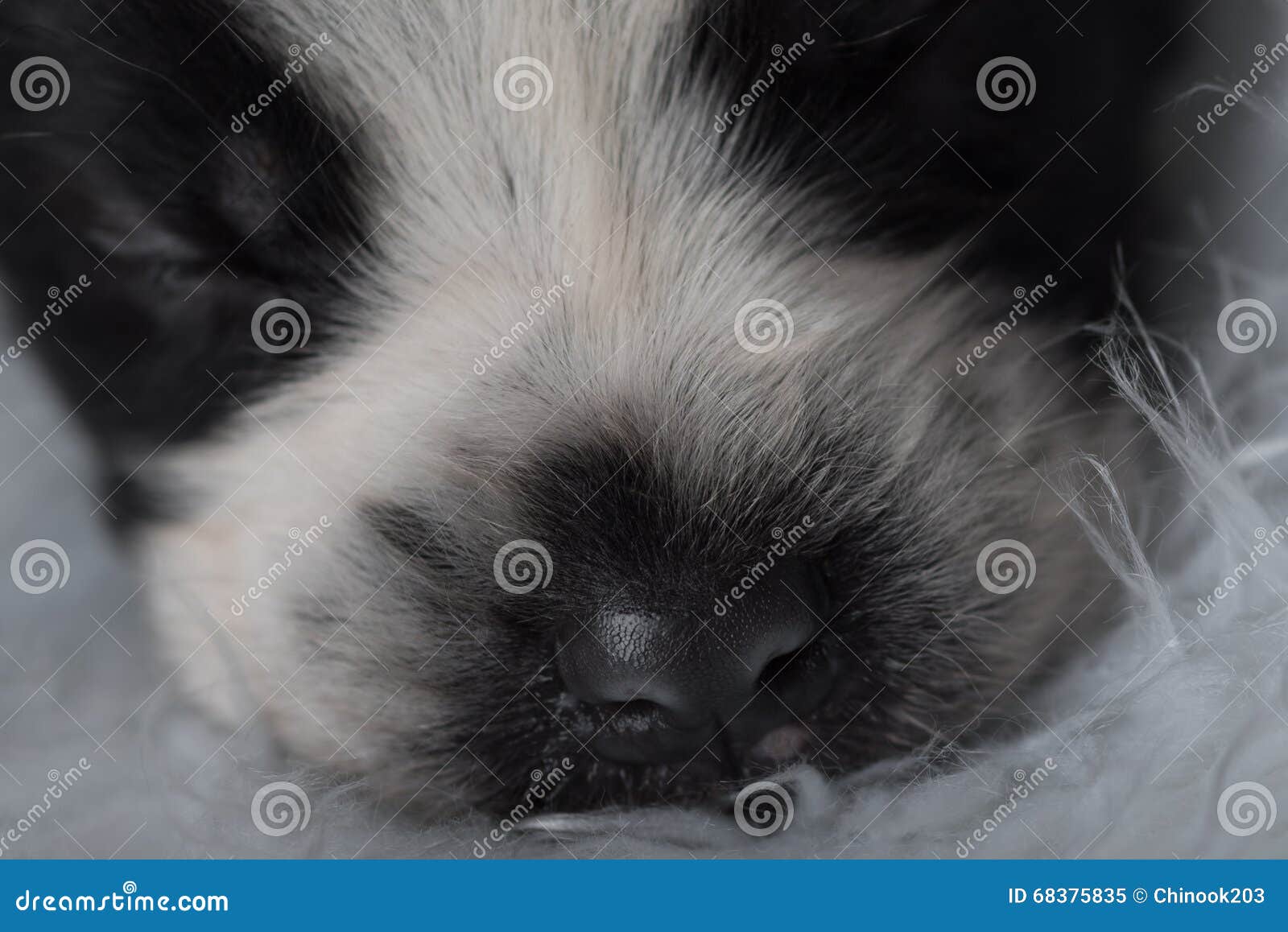 Newborn puppy nose stock image. Image of adorable, care - 68375835