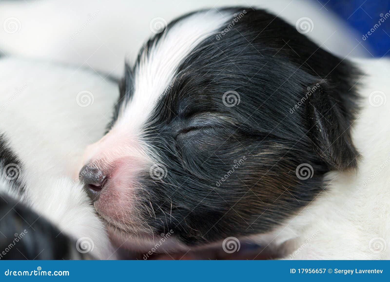 Newborn puppy Papillon stock image. Image of newborn - 17956657