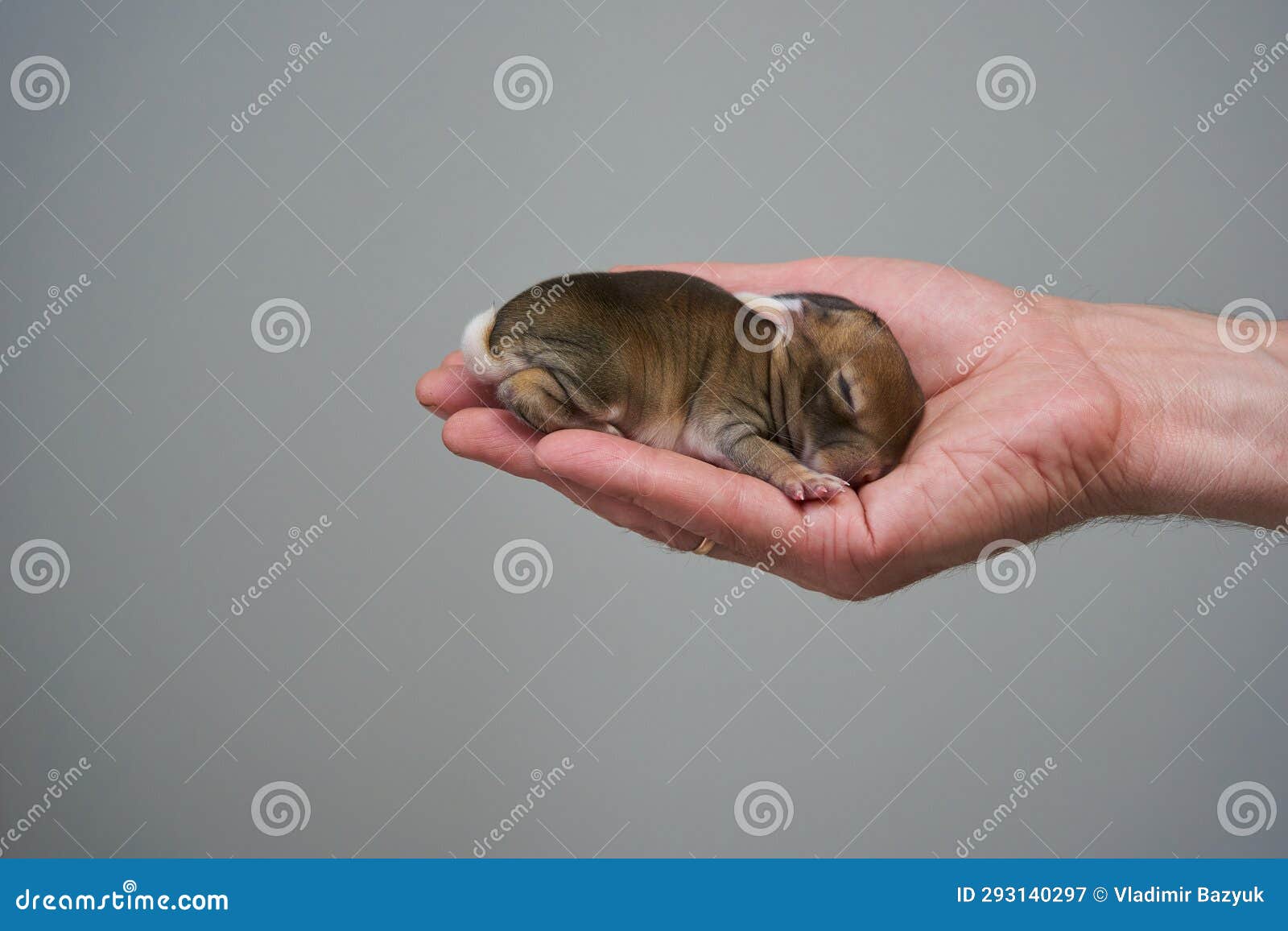 Newborn Rabbit on Hand,a Small Rabbit is Sleeping in the Arms of a Man ...