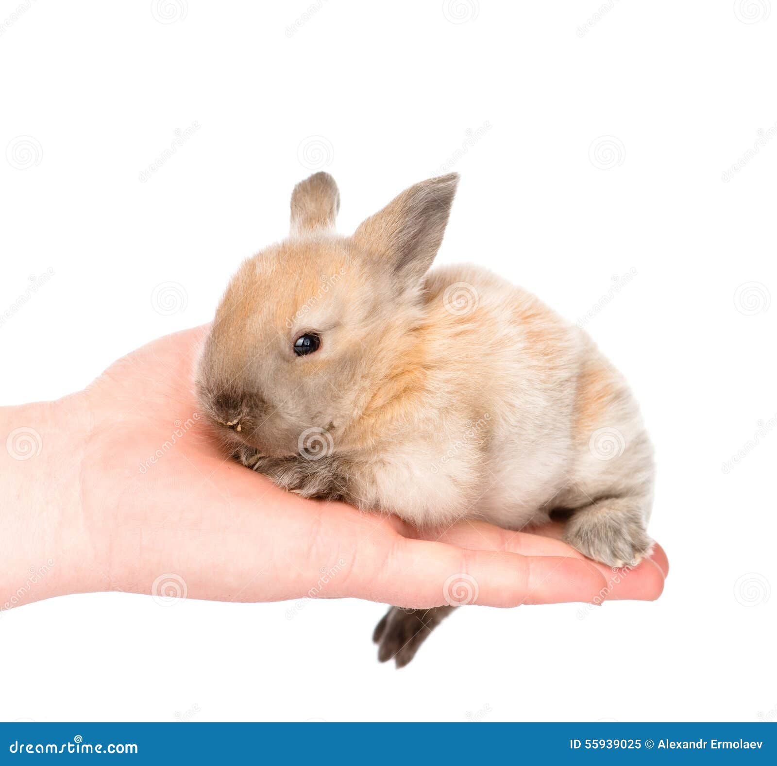 170 Rabbit Person Palm Stock Photos - Free & Royalty-Free Stock Photos ...