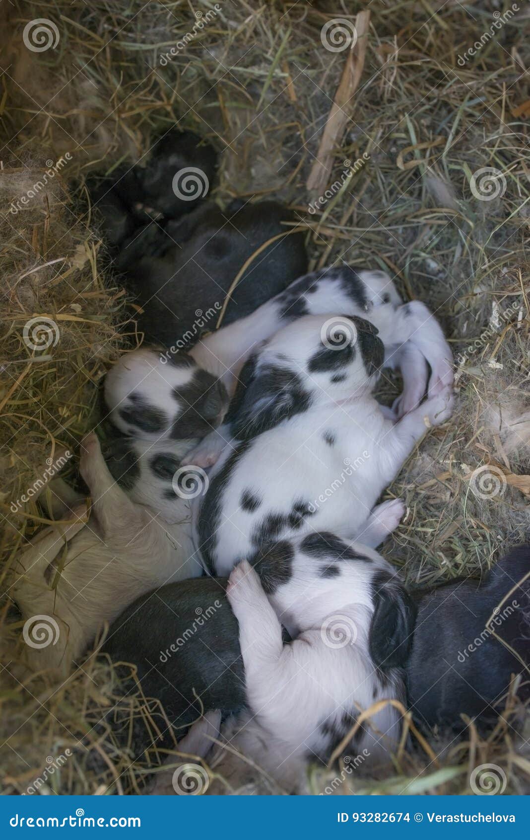 Newborn rabbits stock photo. Image of animal, baby, soft - 93282674