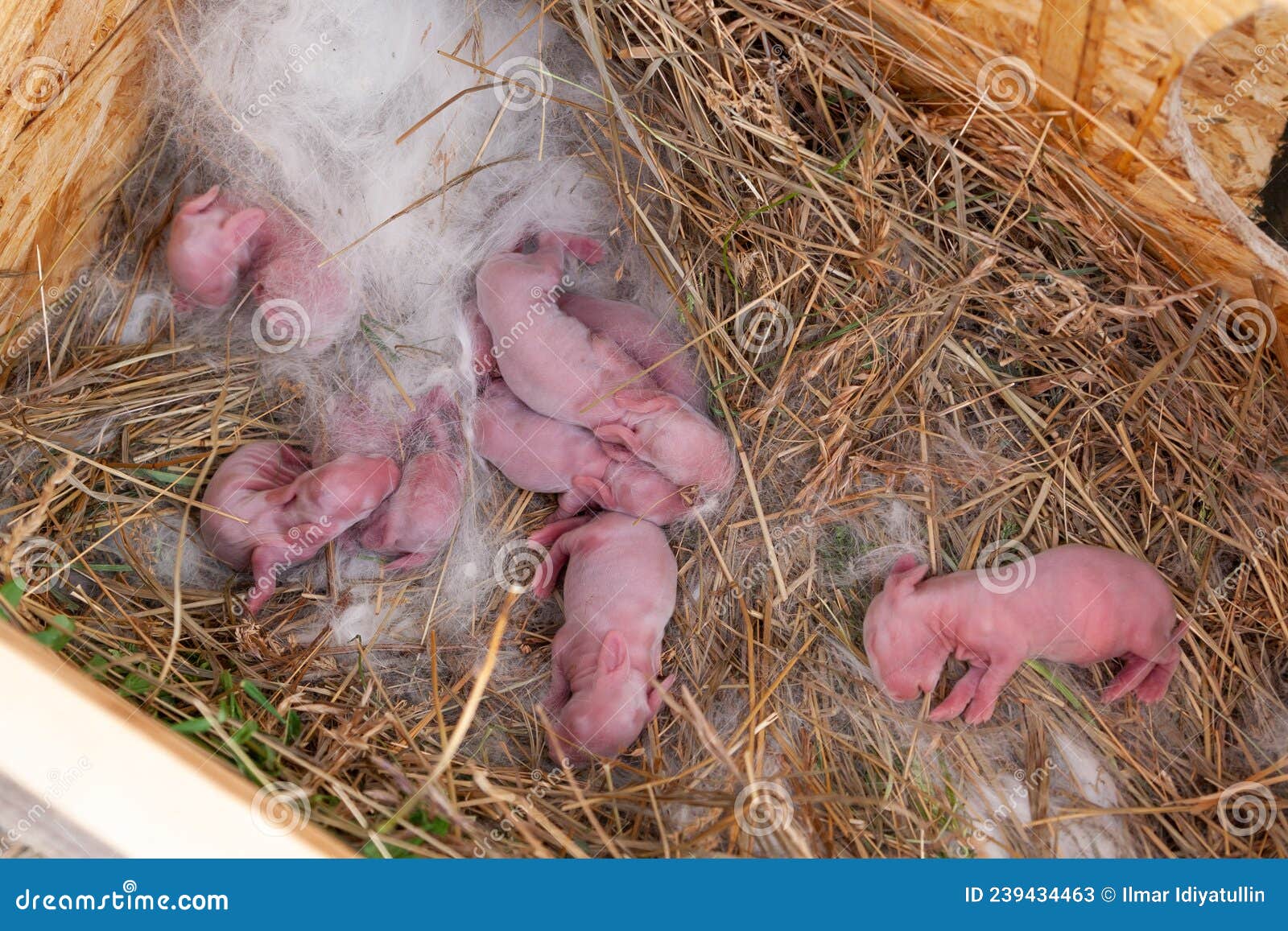 Newborn Rabbits in the Nest. Two-day-old Newborn Rabbits Stock Image ...