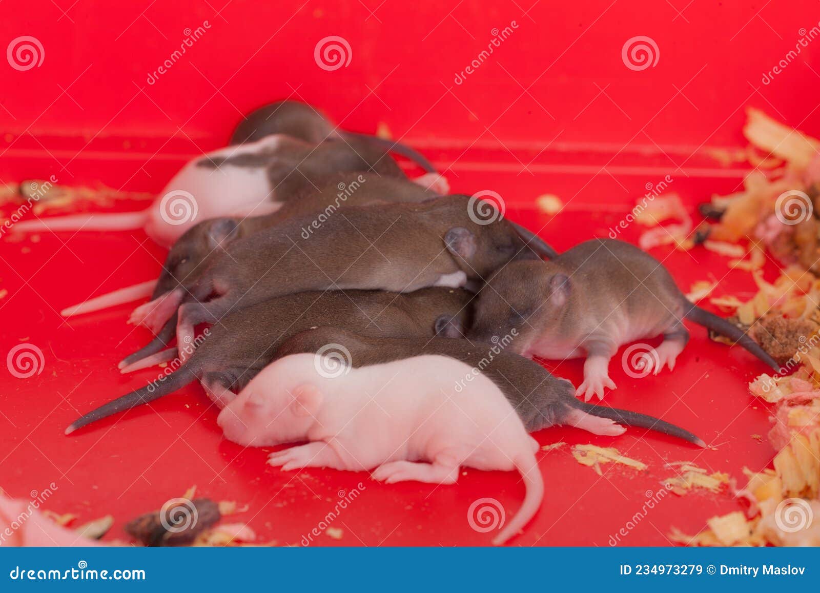 Newborn rat babies stock image. Image of family, sleep - 234973279