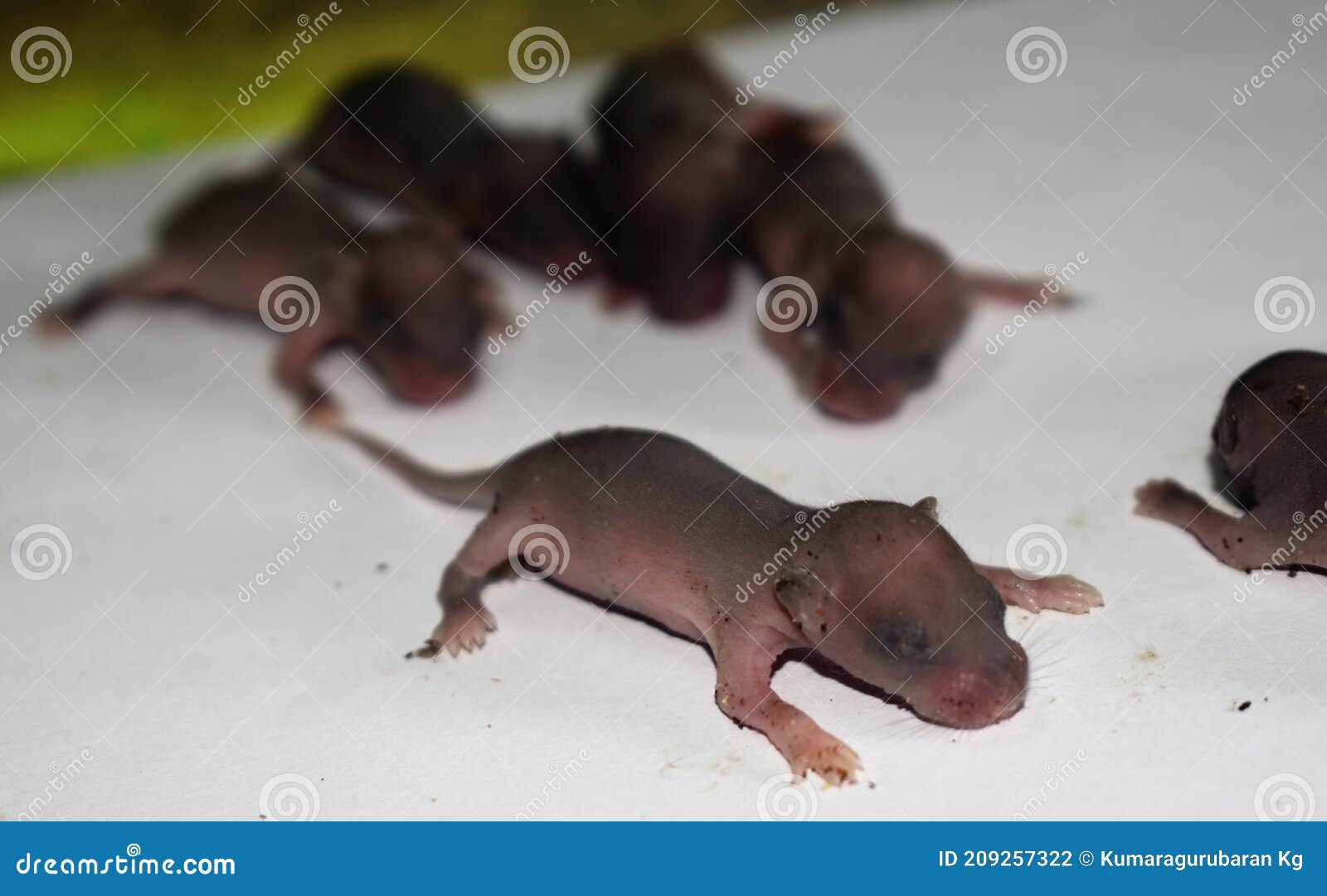 Newborn Rat Cubs Lying on a White Background Stock Photo - Image of ...