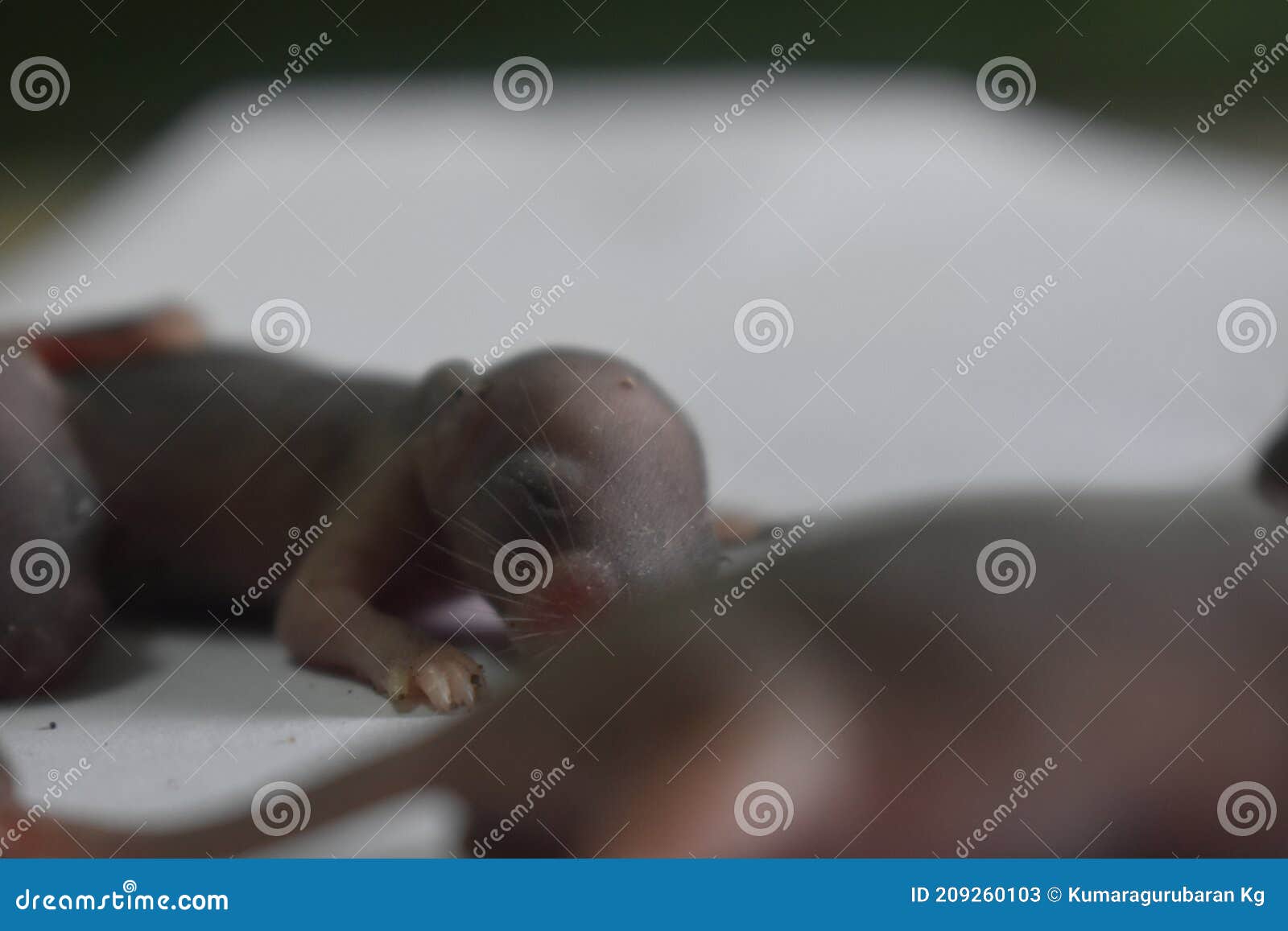 Newborn Rat Cubs Lying on a White Background Stock Image - Image of ...