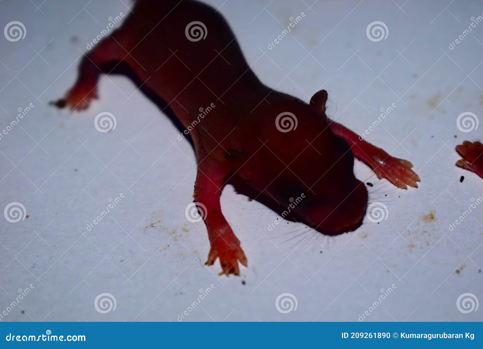 Newborn Rat Cubs Lying on a White Background Stock Photo - Image of ...
