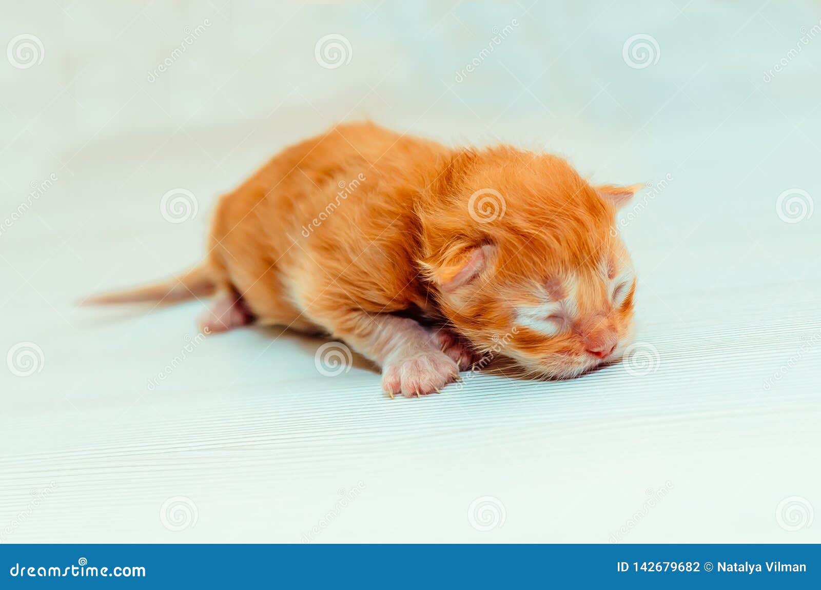 Newborn redhead kitten stock photo. Image of feline - 142679682