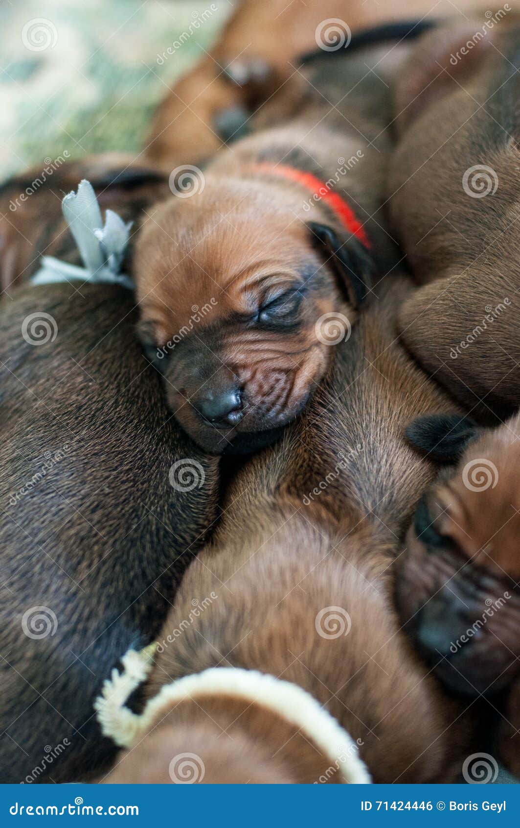Newborn Rhodesian Ridgeback Puppies Stock Photo - Image of brown ...