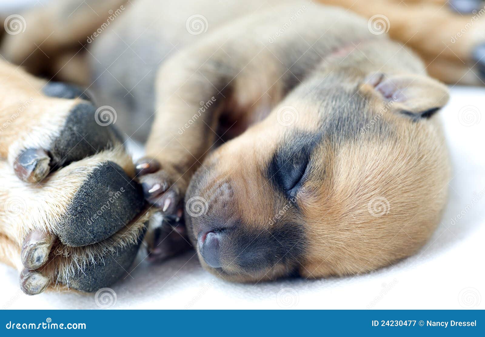 Newborn Rhodesian Ridgeback Whelp, 4 Days of Age Stock Image - Image of ...