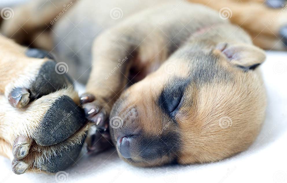 Newborn Rhodesian Ridgeback Whelp, 4 Days of Age Stock Image - Image of ...