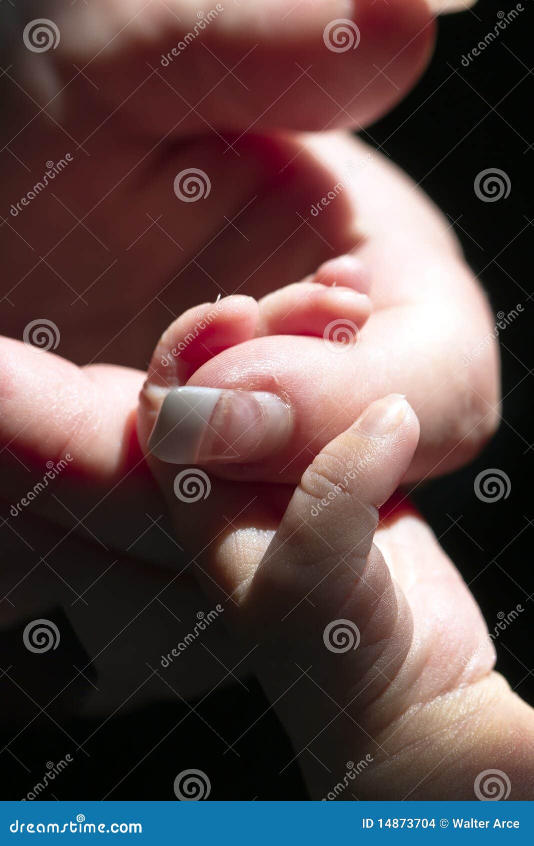 Newborn s Hand stock photo. Image of infant, birth, babe - 14873704