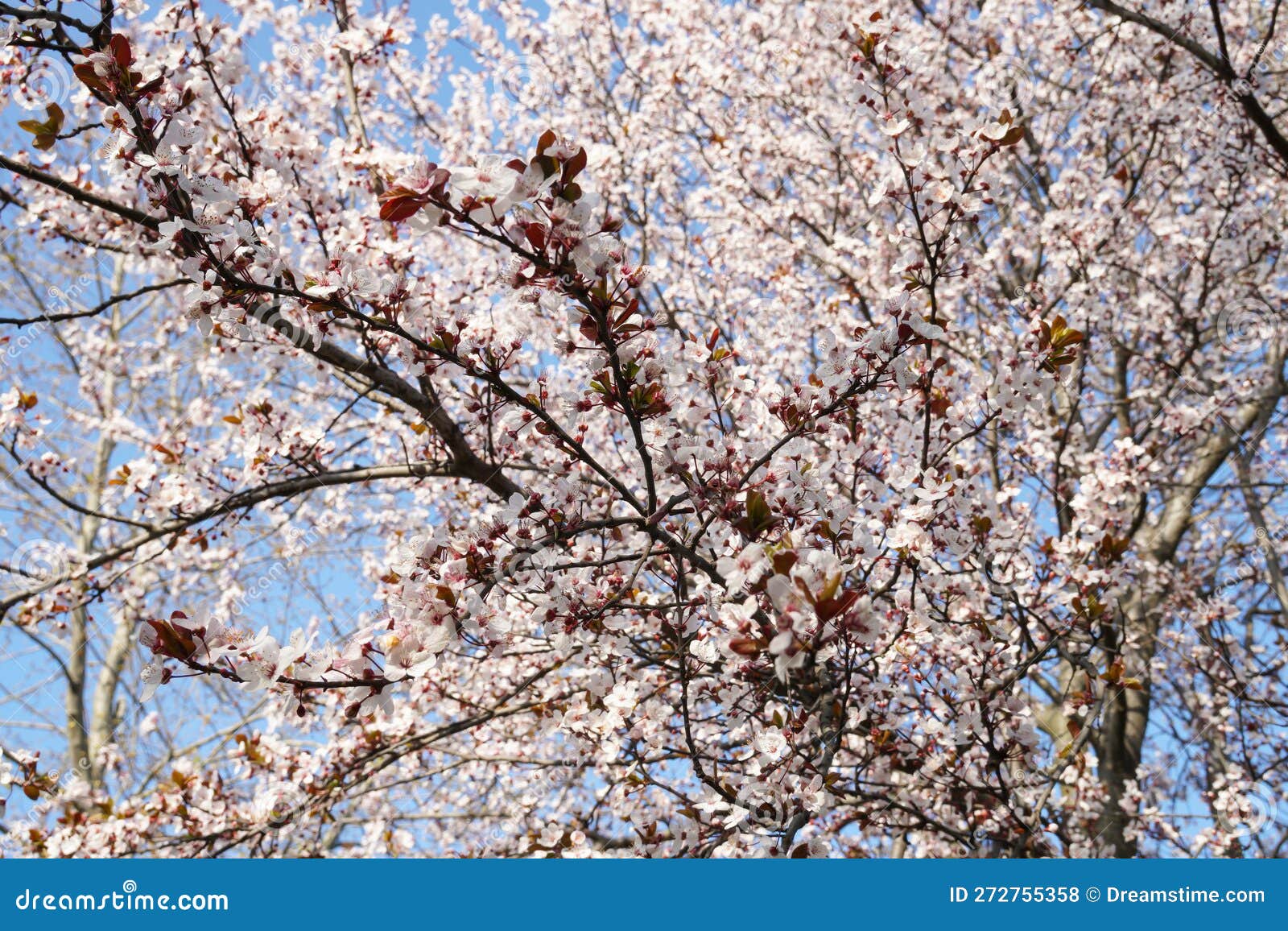 Newborn Sakura Flower and a Sakura Tree and Sakura Branches, Buds Stock ...