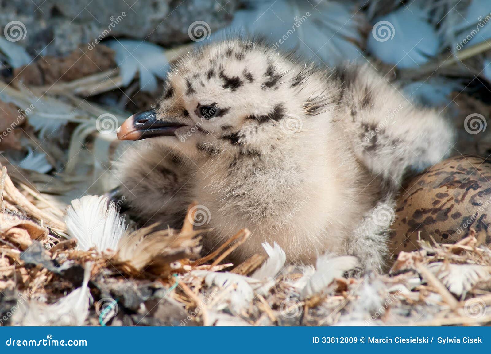 Newborn Seagull