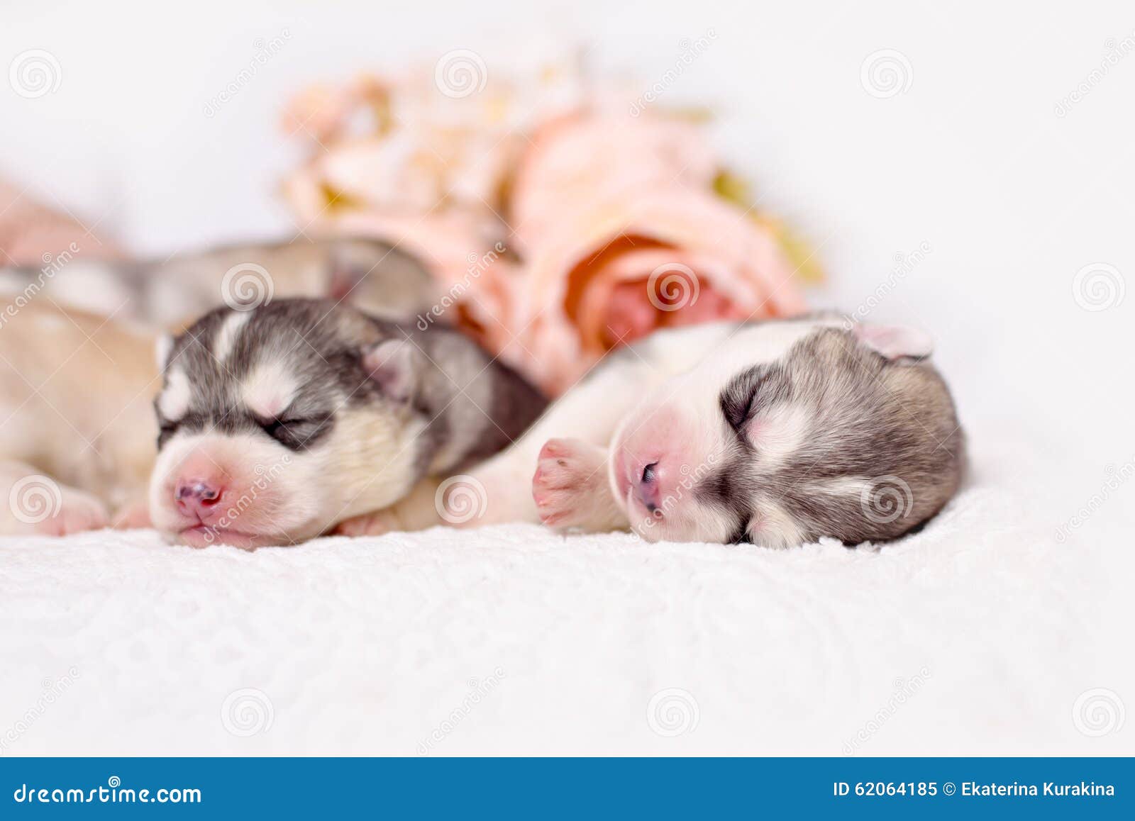 Newborn Siberian Husky Puppy Stock Image - Image of present, face: 62064185