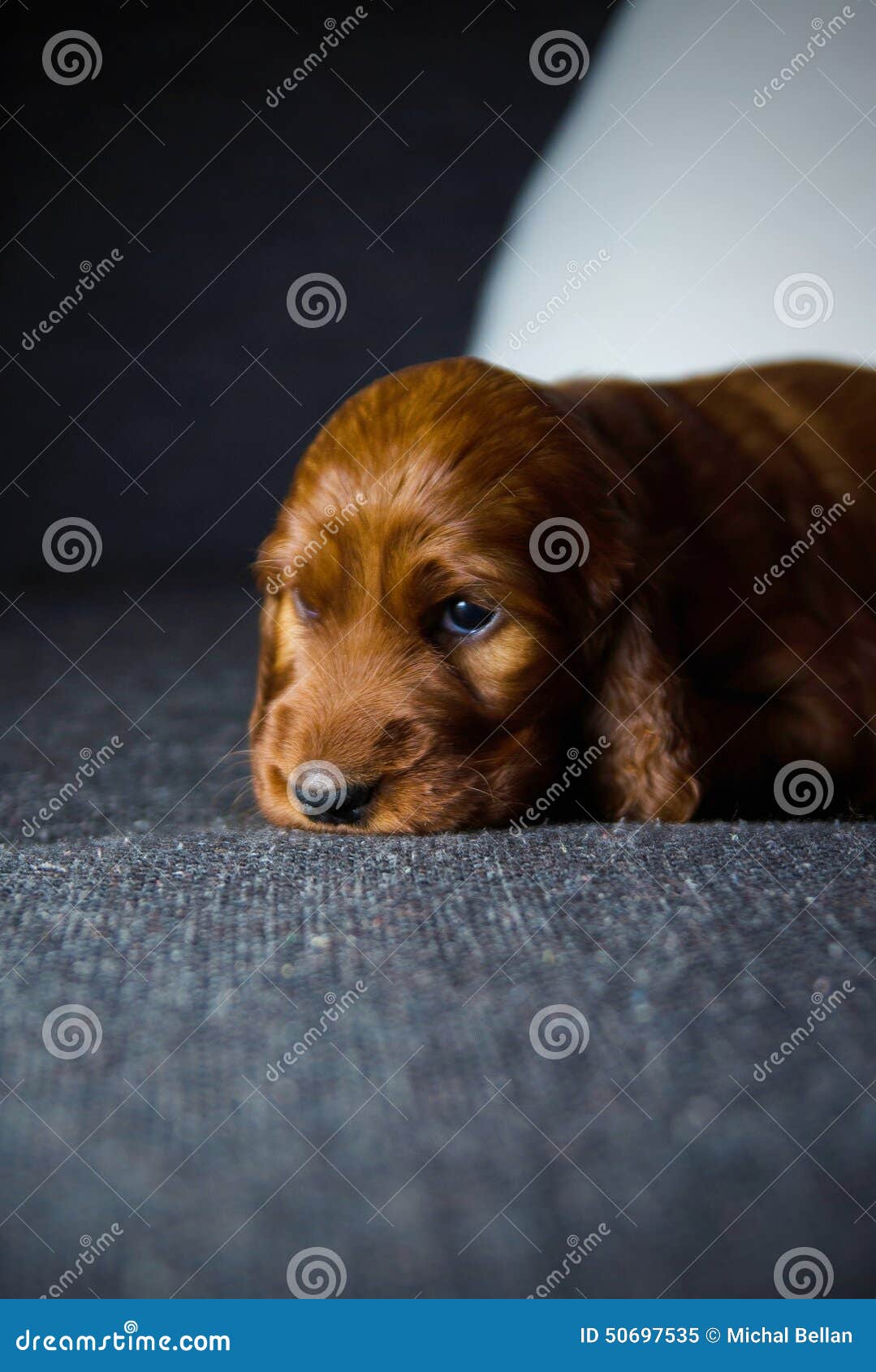 Newborn Small Puppy of Irish Setter Stock Image - Image of irish, head ...