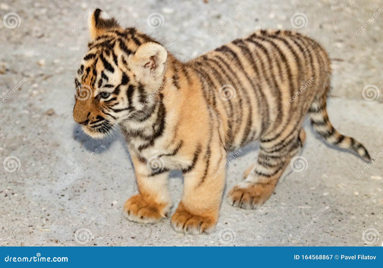 Newborn Tiger Cub in the Zoo. Stock Image - Image of danger, striped ...