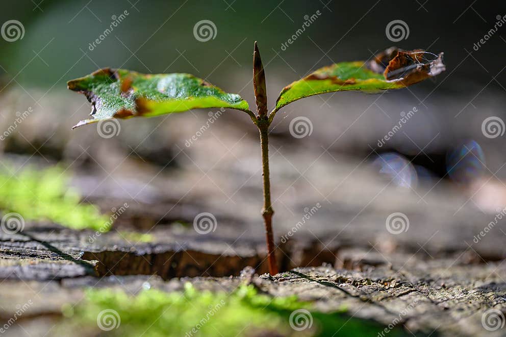 Newborn Beech Tree - Fagus stock photo. Image of natural - 231305934