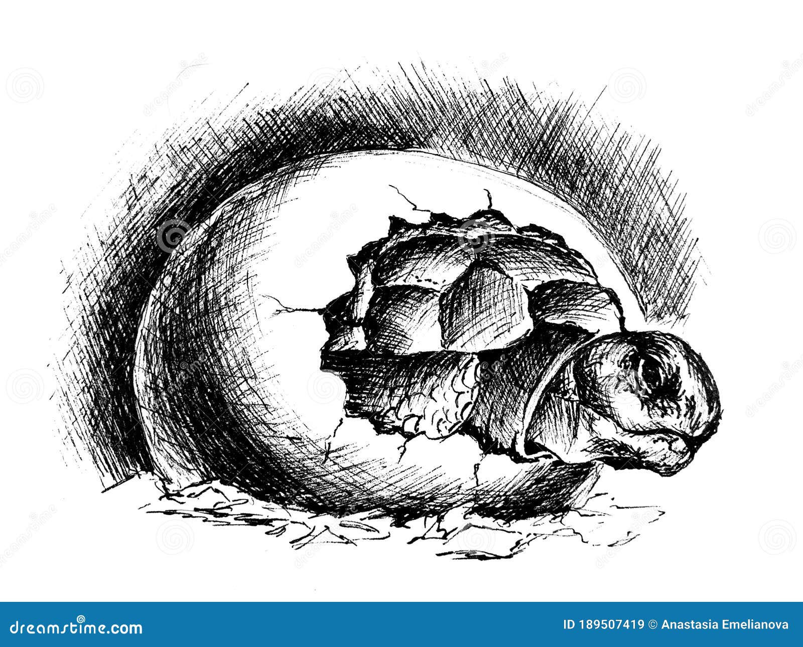 Newborn turtle ink drawing stock illustration. Illustration of ...