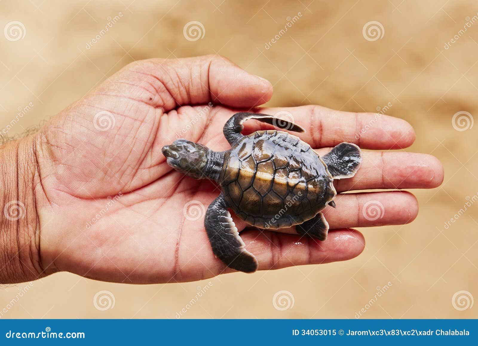 Newborn Baby Turtle