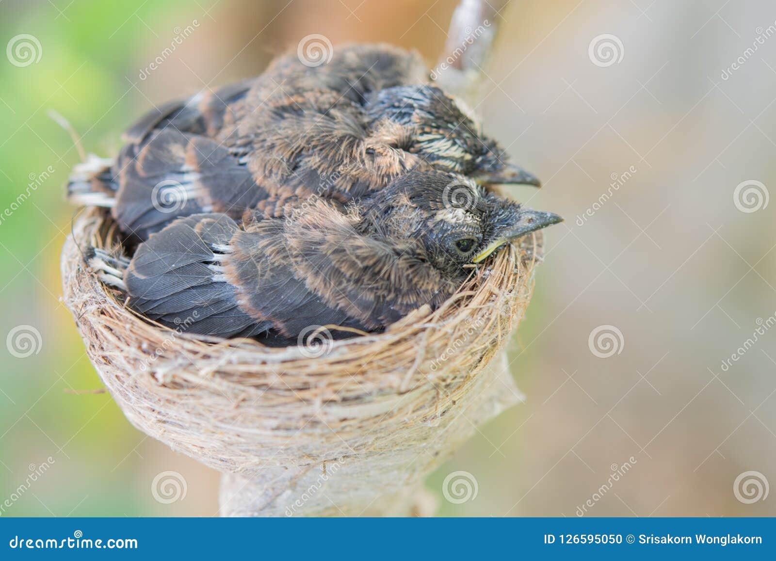 Newborn Baby Birds in Nest on a Tree Stock Photo - Image of birth ...