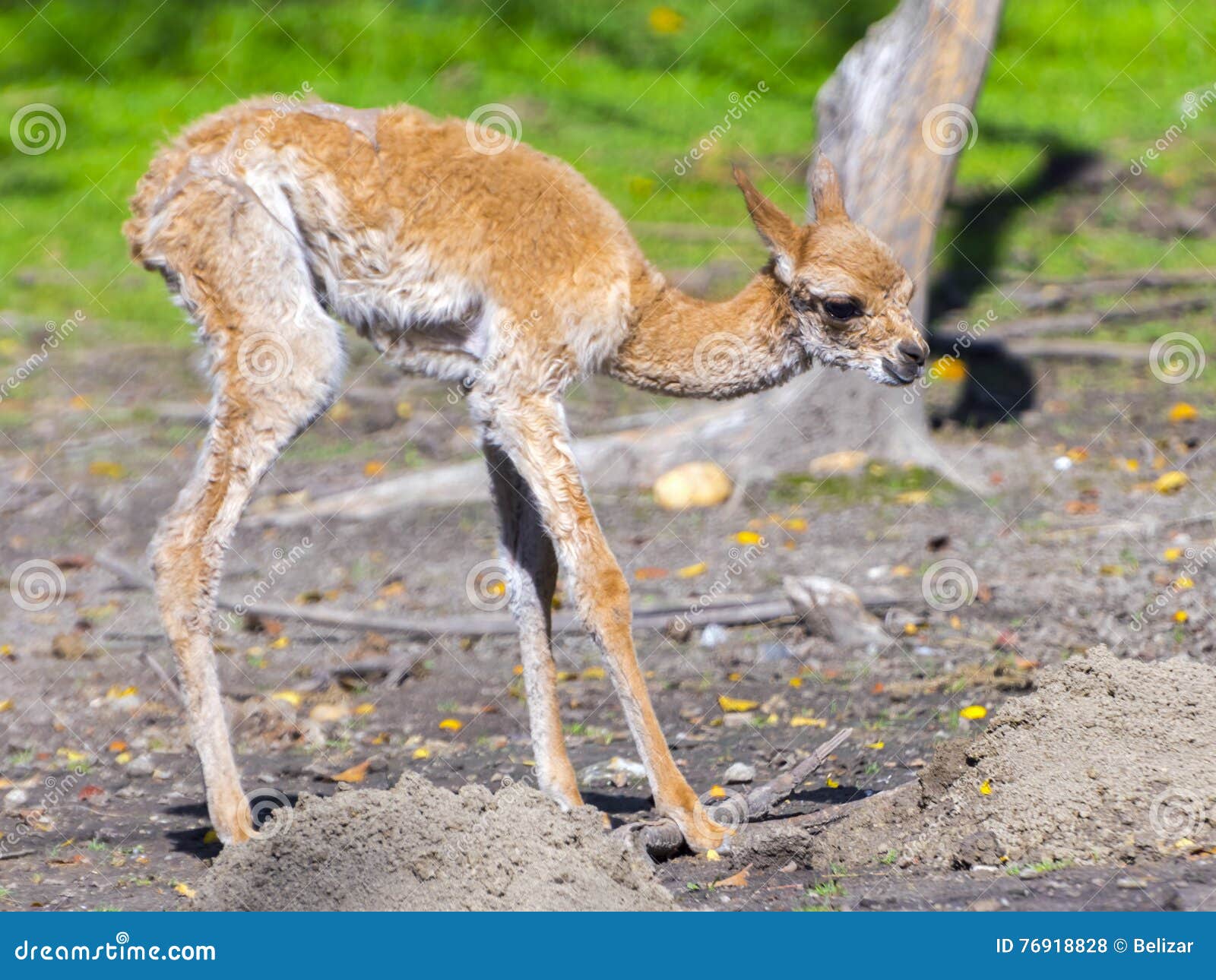 Newborn Vicugna Cria stock photo. Image of grass, species - 76918828