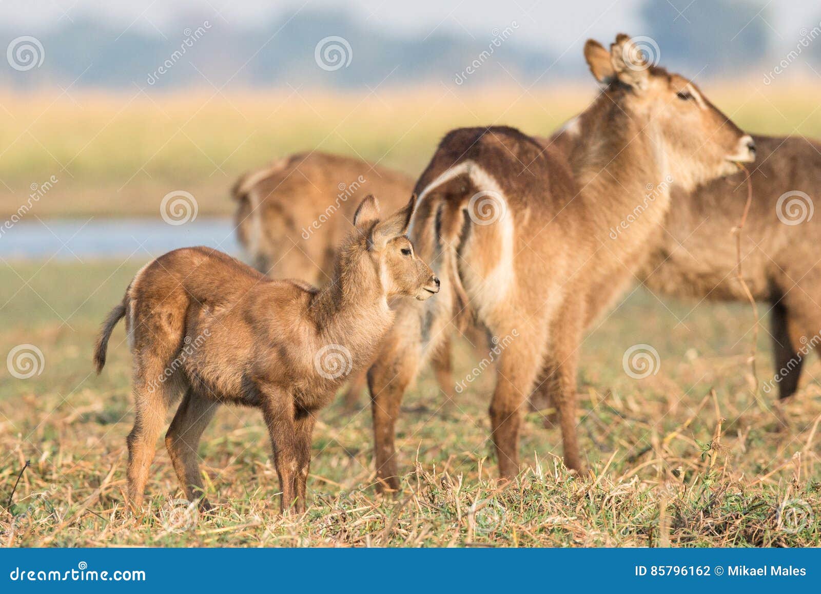 Newborn waterbuck stock photo. Image of savanna, africa - 85796162
