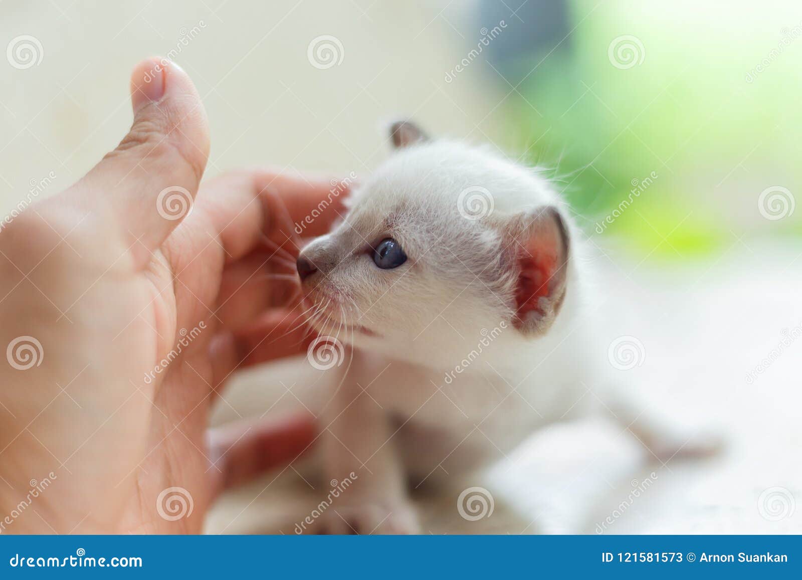 Newborn white cat. stock image. Image of white, beautiful - 121581573