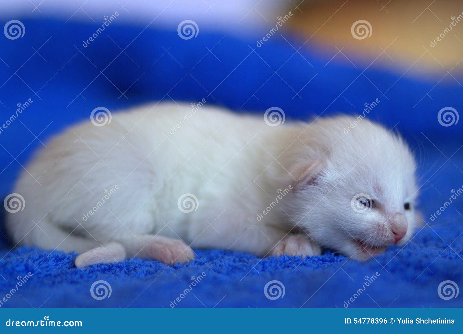 Newborn white kitten stock photo. Image of kitten, hair - 54778396