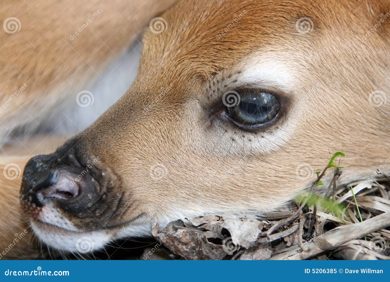 Fawn Face