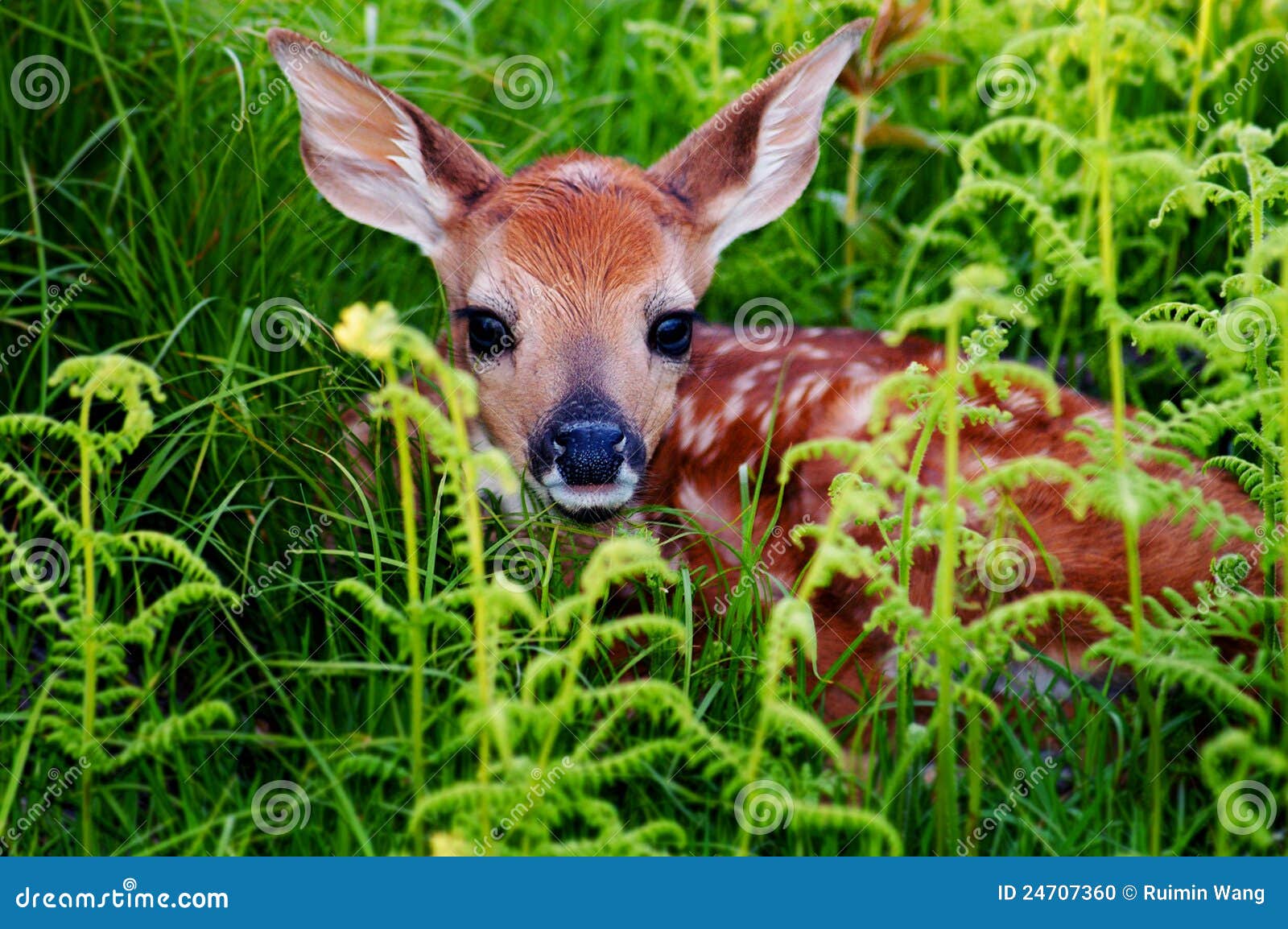 Whitetail Fawn Hiding In Grass Stock Photo | CartoonDealer.com #85455906