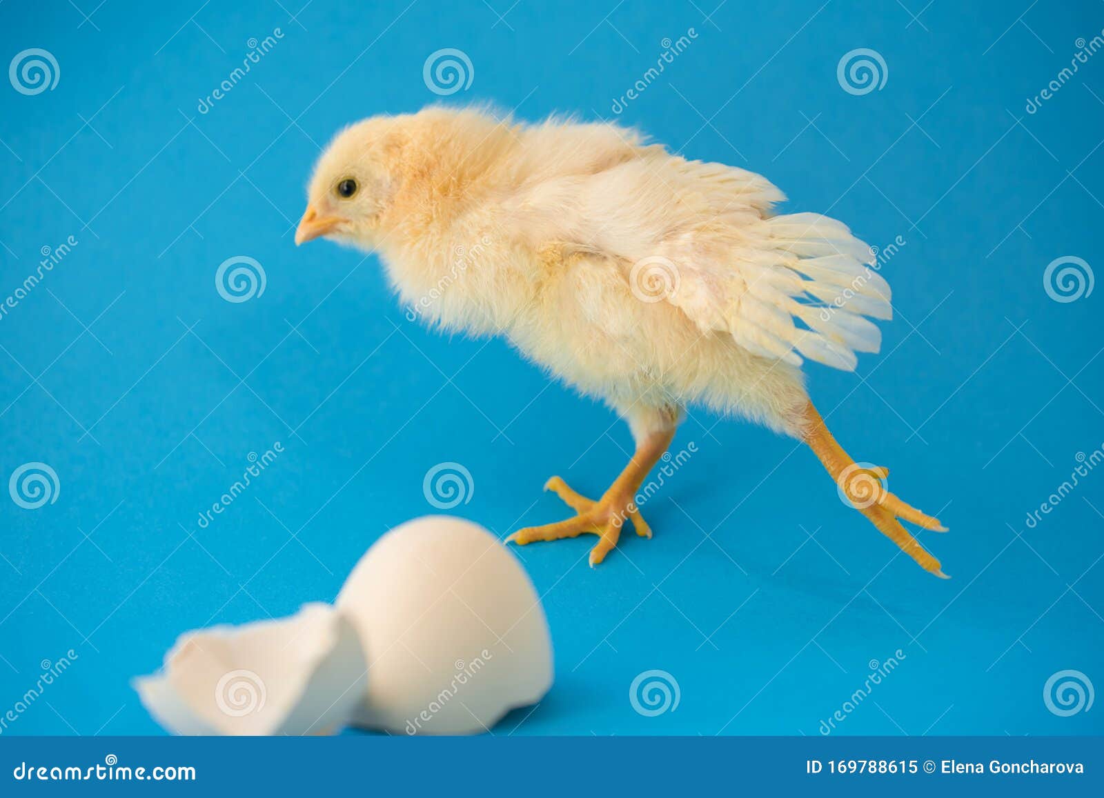 Newborn Yellow Chicken and Broken Eggs. Stock Image - Image of closeup ... Newborn Yellow Chicken and Broken Eggs. Stock Image - Image of closeup ...
