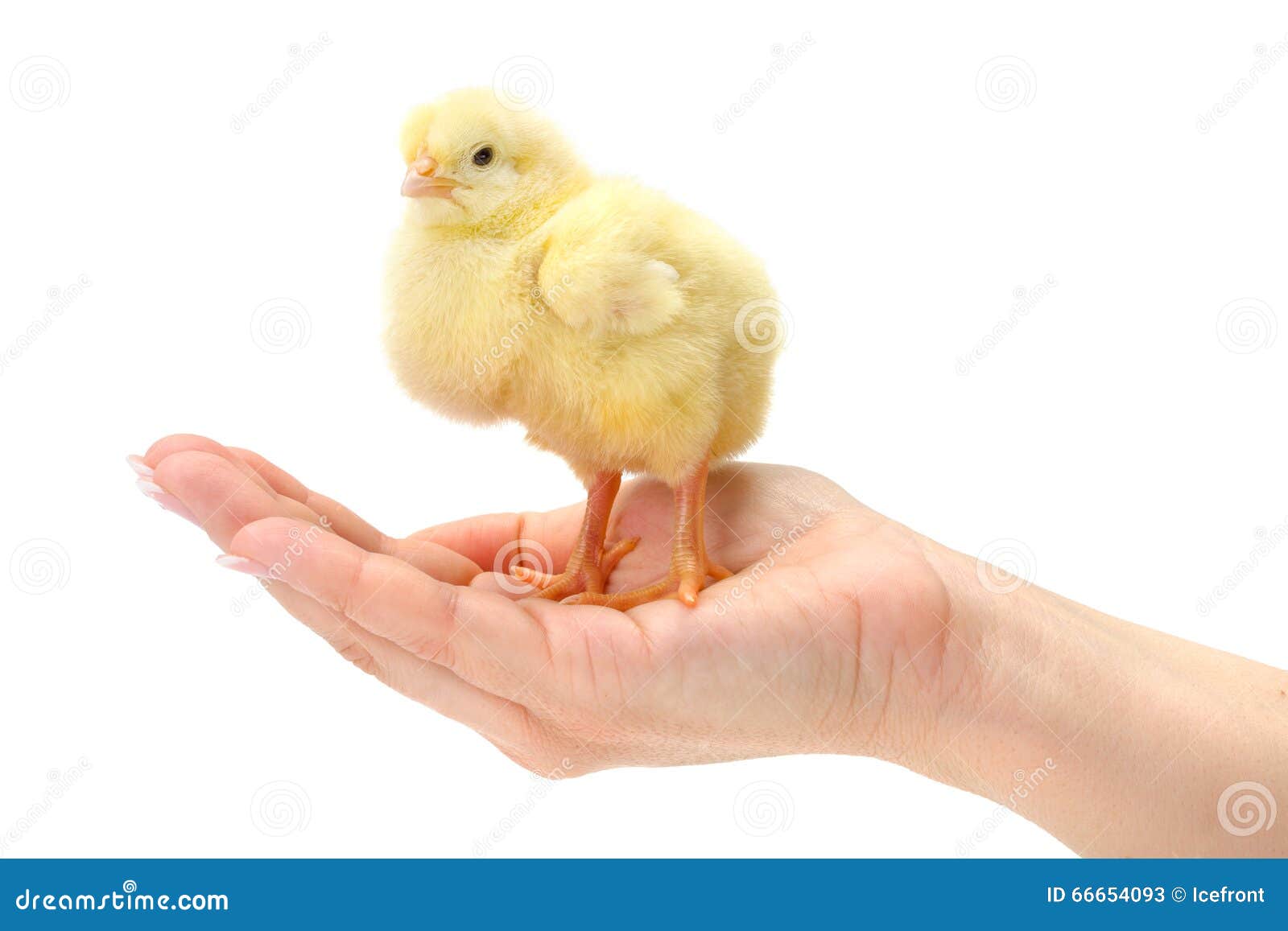 Chicken Pox On Human Skin Royalty-Free Stock Photography ...