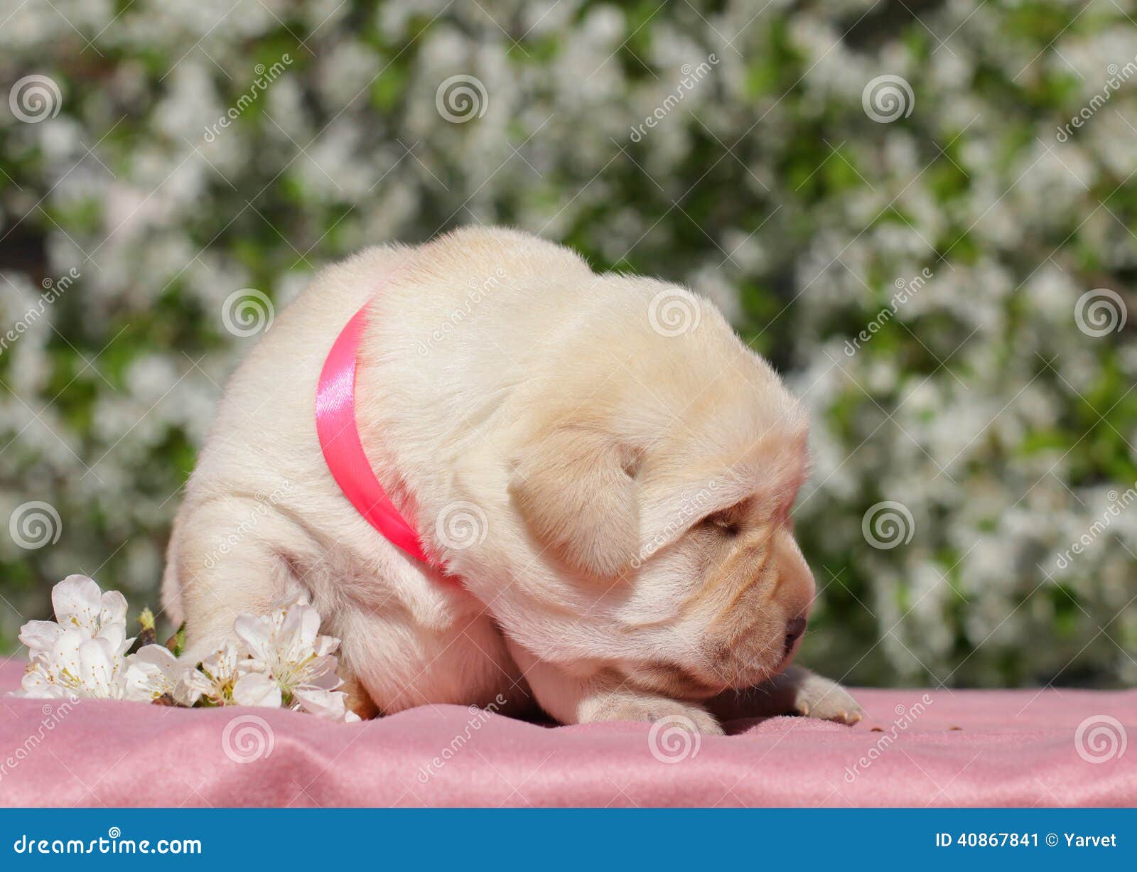 Newborn Yellow Labrador Puppy Stock Image - Image of puppy, cute: 40867841