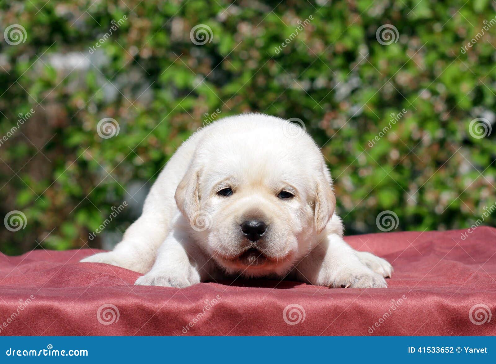 Newborn Yellow Labrador Puppy Stock Photo - Image: 41533652