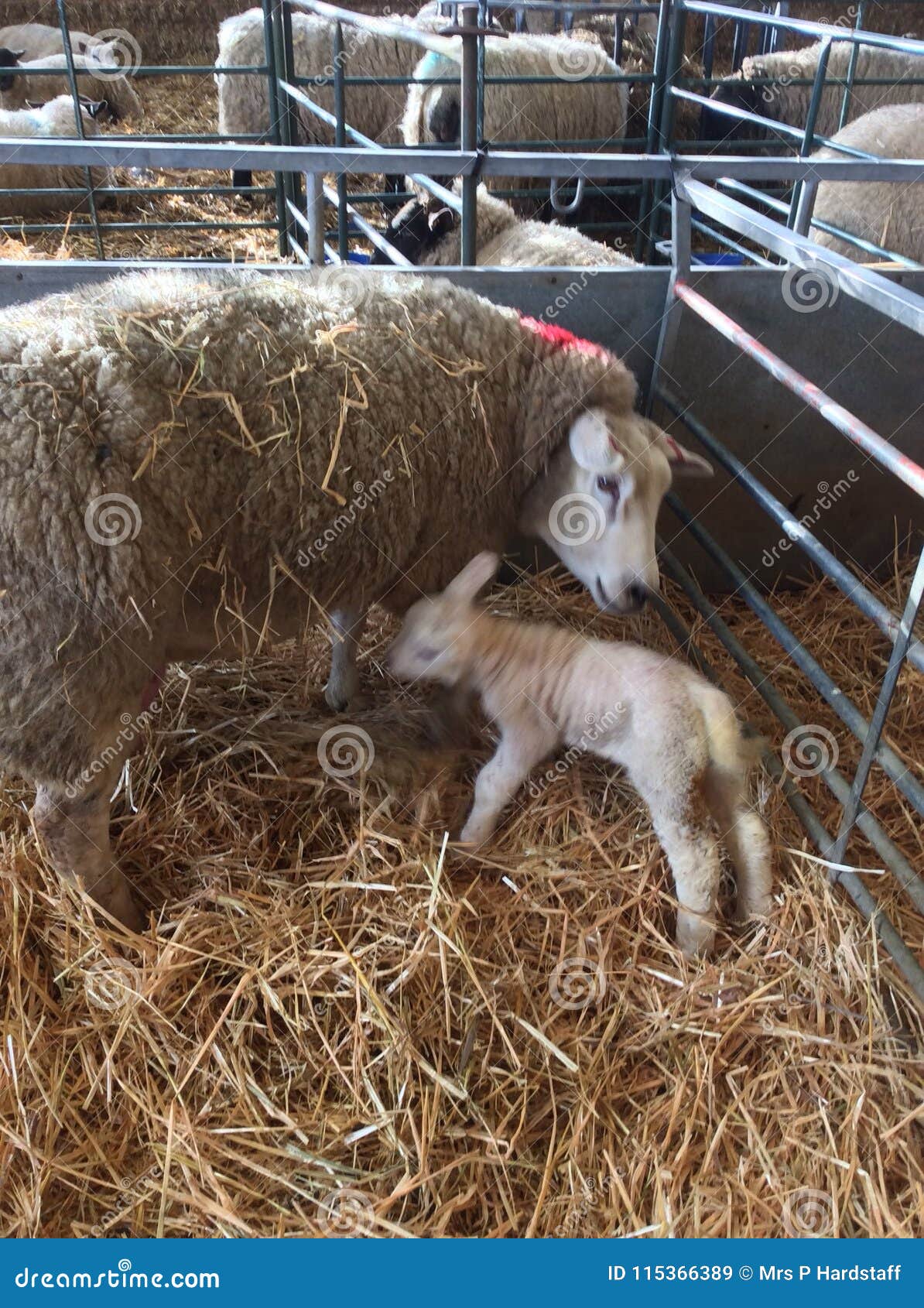 Newborn Lamb with Its Mother Stock Image - Image of lamb, mother: 115366389