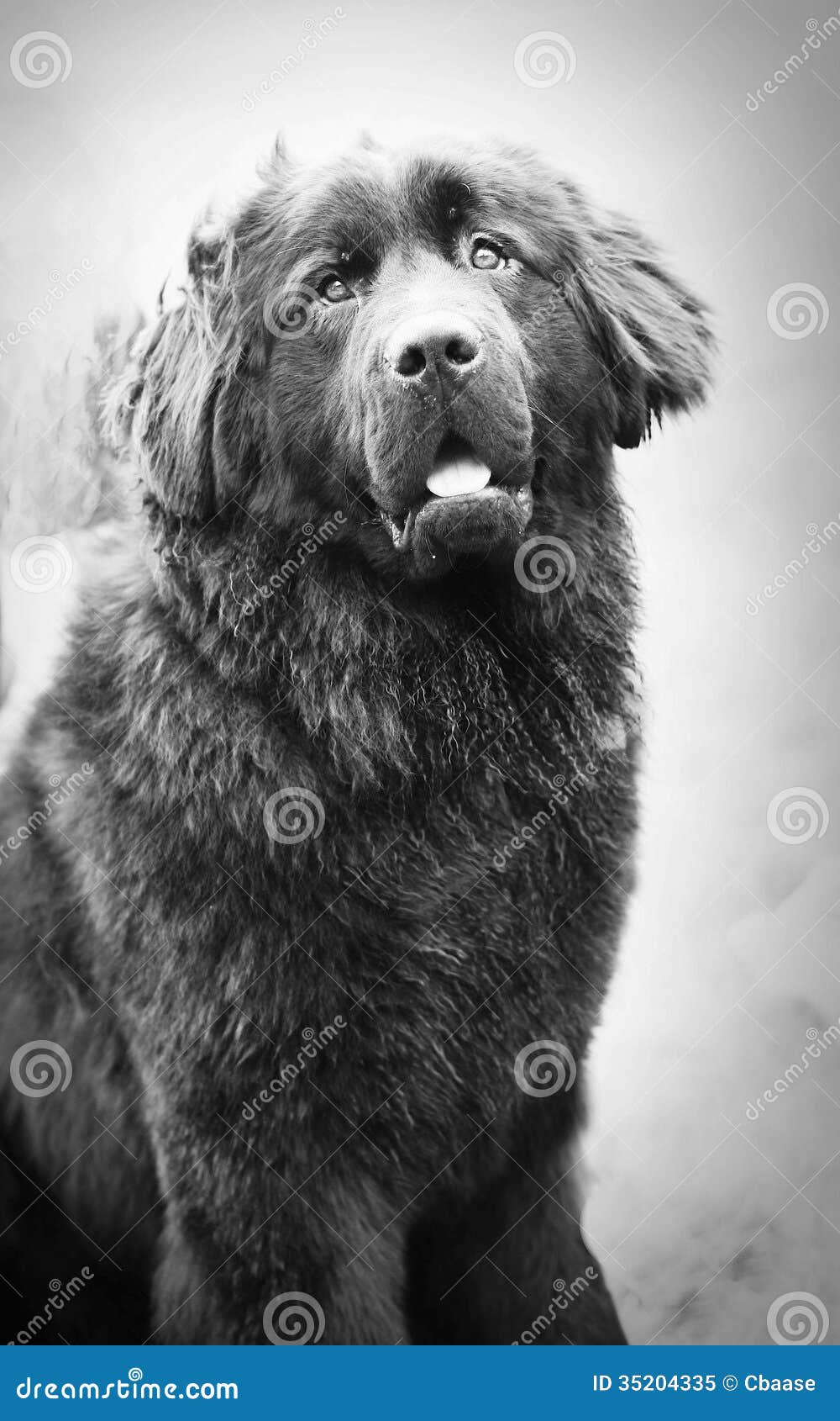 Newfie stock image. Image of black, puppy, doggie, newfoundland - 35204335