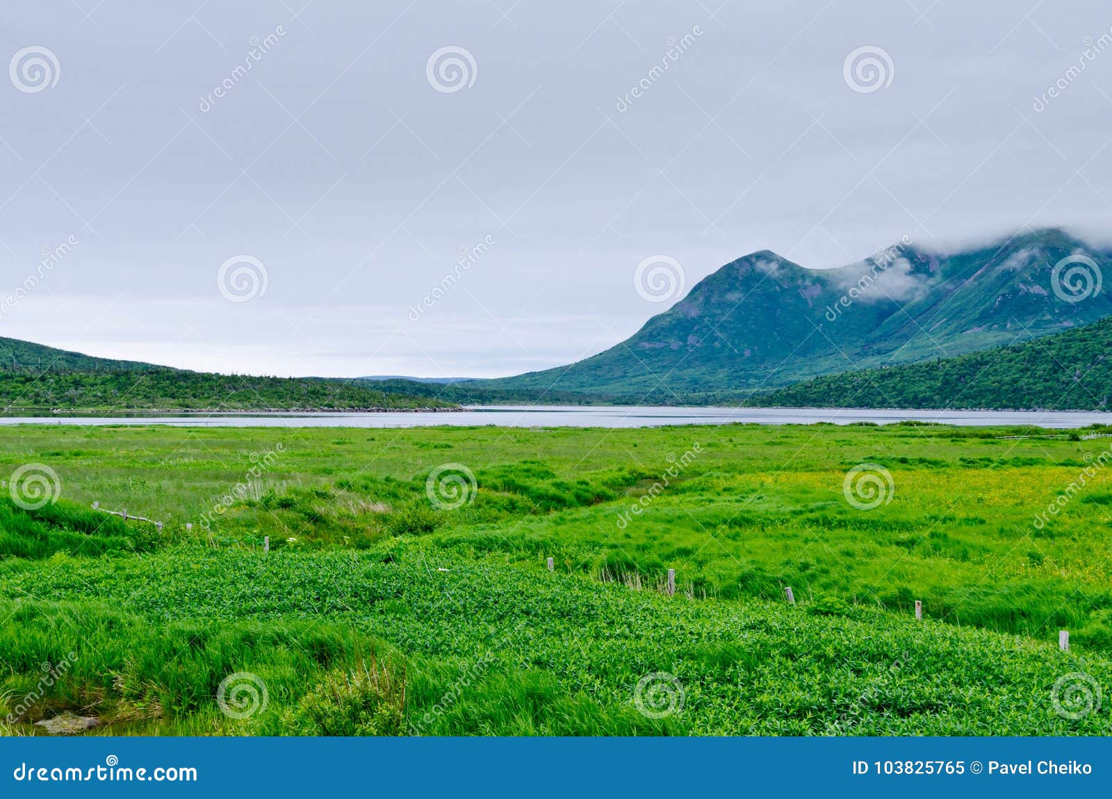Newfoundland coast stock image. Image of hills, shore - 103825765