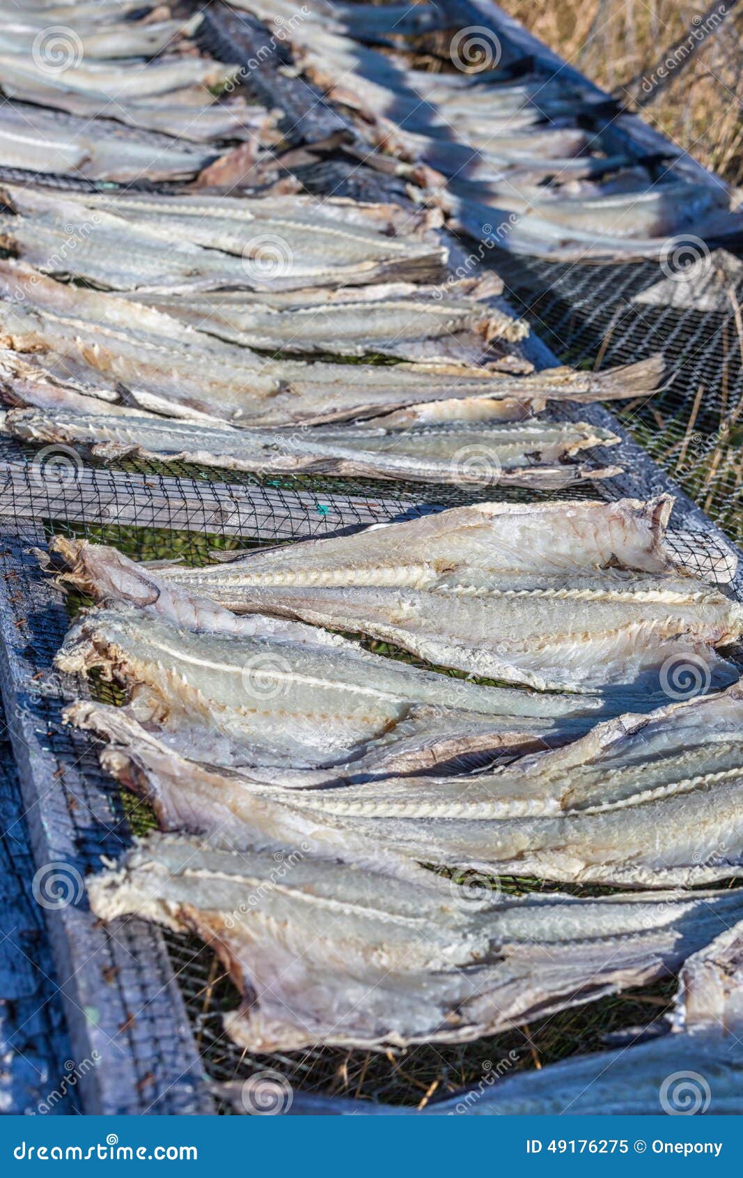 Newfoundland Cod stock image. Image of seafood, food - 49176275