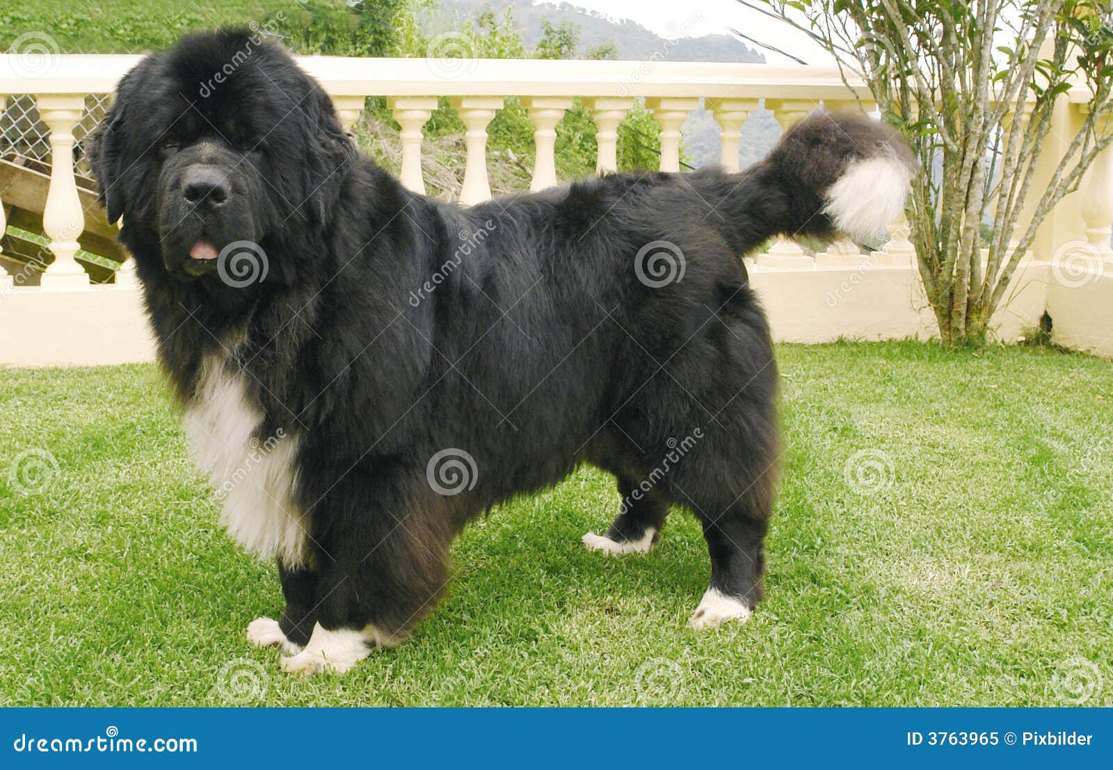 Newfoundland dog stock image. Image of black, pure, park - 3763965