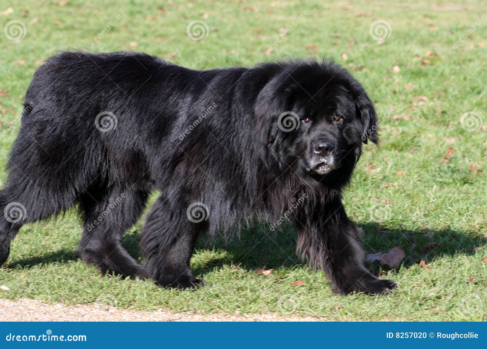 545 Fur Newfoundland Photos - Free & Royalty-Free Stock Photos from ...