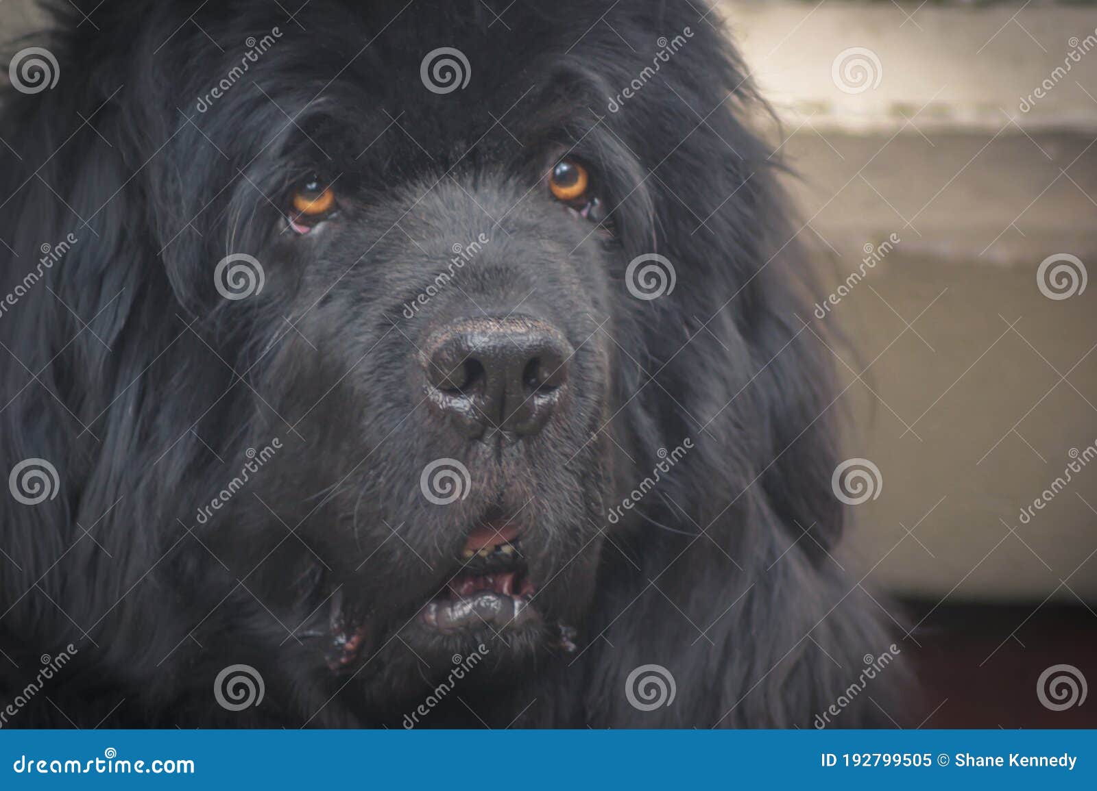 Newfoundland Dog Closeup stock image. Image of canine - 192799505