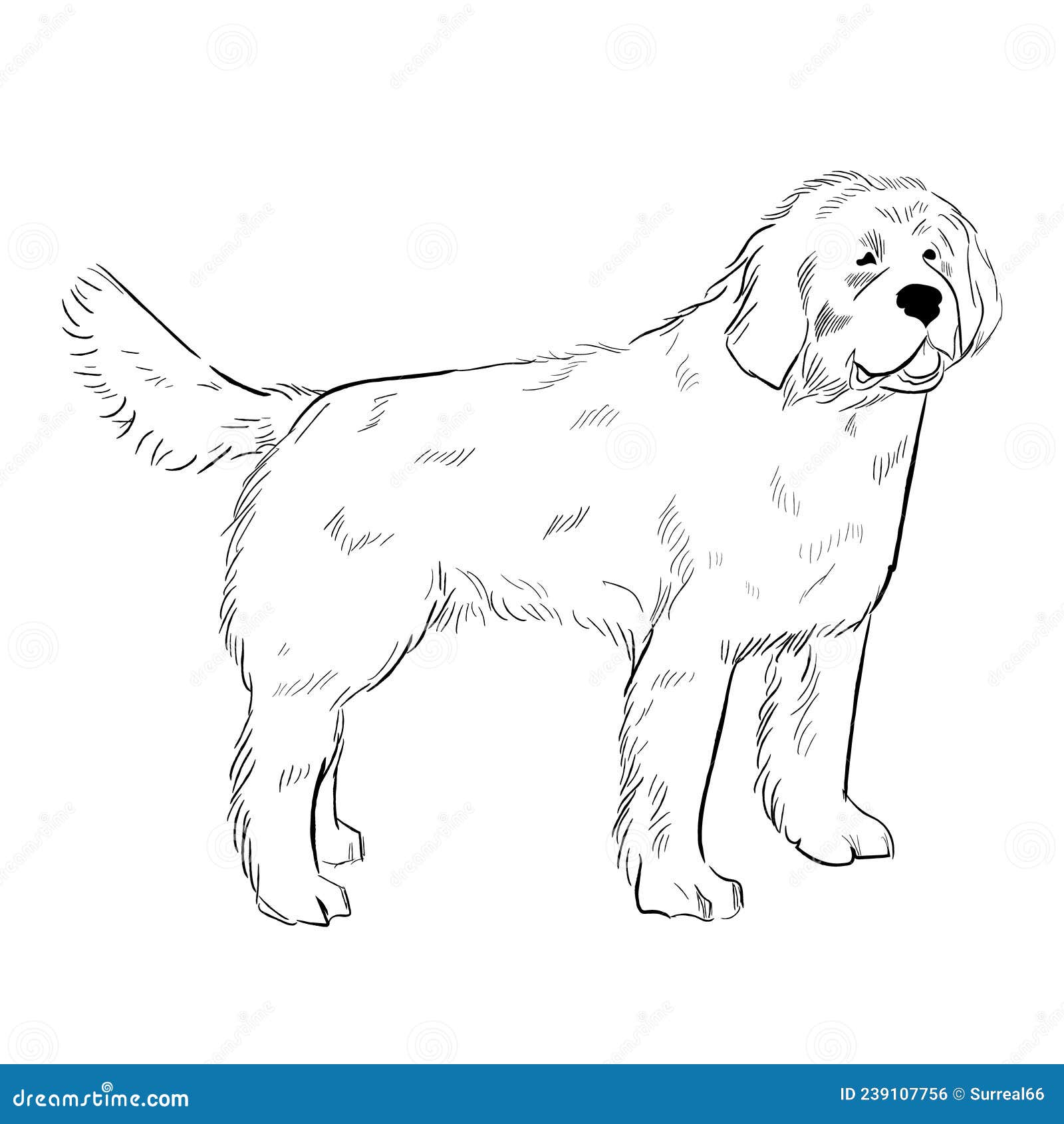 Newfoundland Dog Isolated on White Background Stock Vector ...