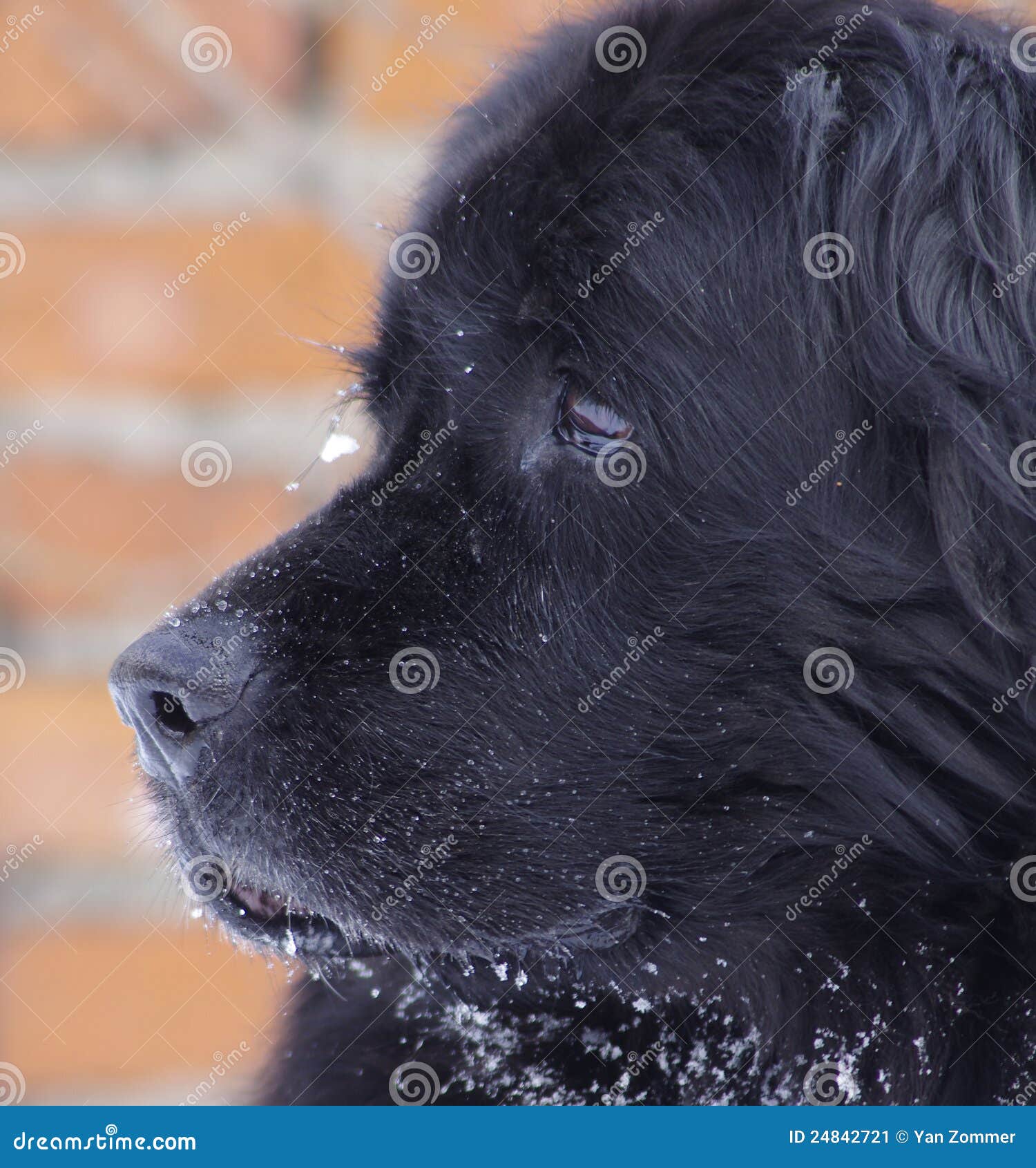 Newfoundland dog portrait stock image. Image of domestic - 24842721