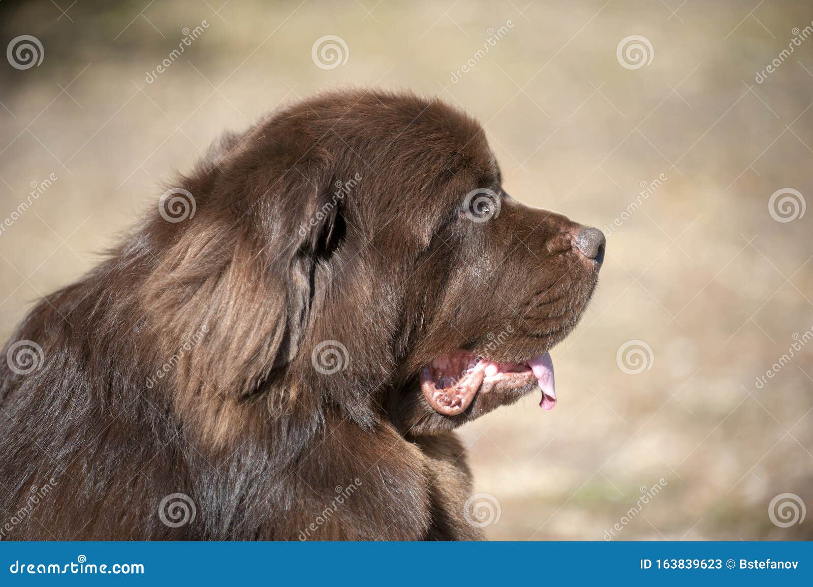 Newfoundland dog stock image. Image of breed, adorable - 163839623