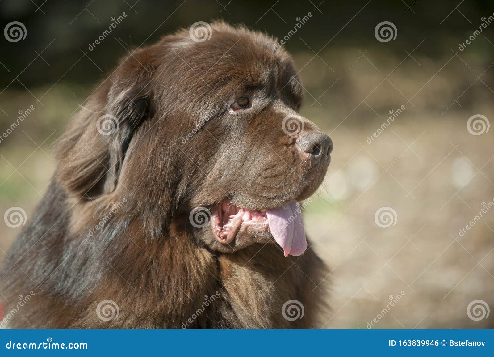 Newfoundland dog stock photo. Image of nature, adorable - 163839946